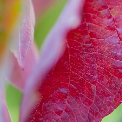 Bright red leaves - KDE Store