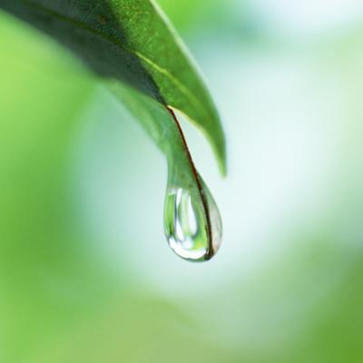 24 Soft Focus green leaves - KDE Store