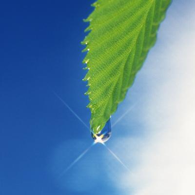 5 Green leaf - KDE Store