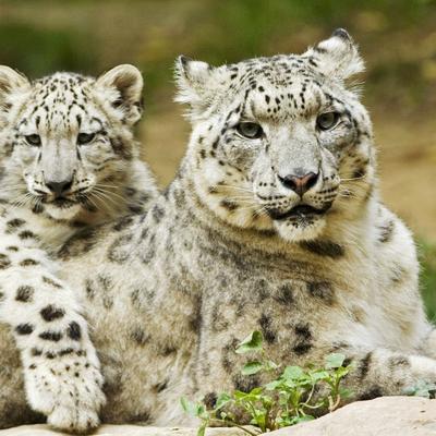 Snow Leopard Mother - KDE Store