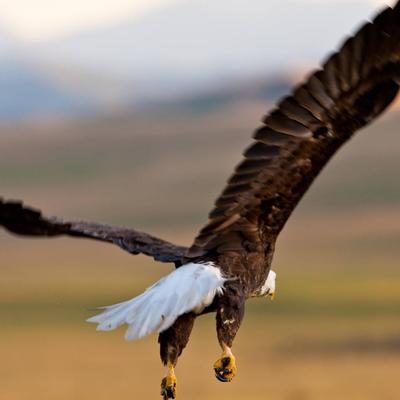 Bald Eagle - addons.videolan.org