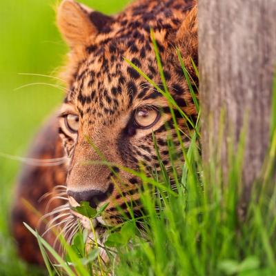leopard looking - KDE Store