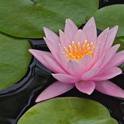 Hybrid Water Lily - KDE Store