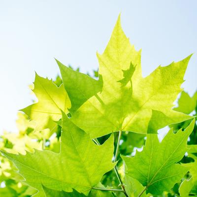 Green maple - KDE Store