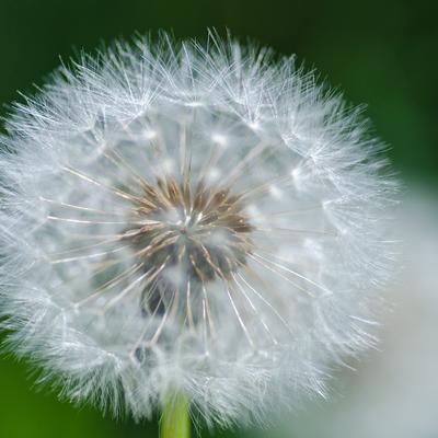 Dandelion Close - KDE Store