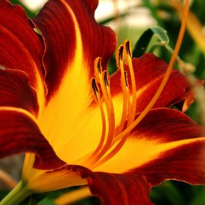 red yellow lily - KDE Store