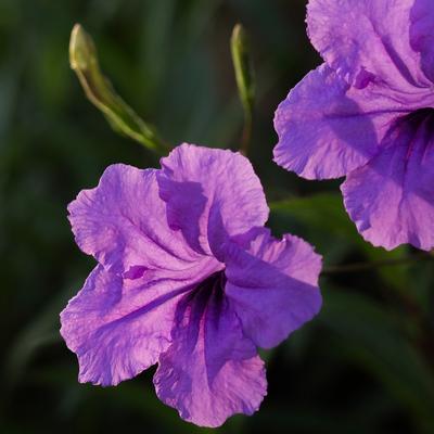 Purple Jade - KDE Store