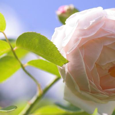 pink rose - KDE Store