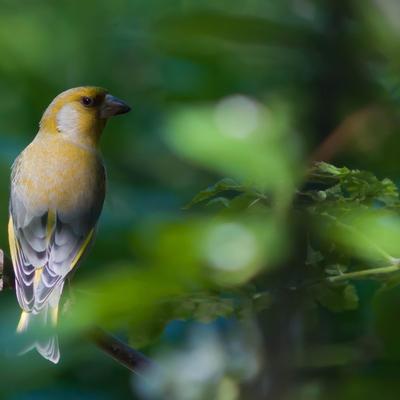 viherpeippo - KDE Store