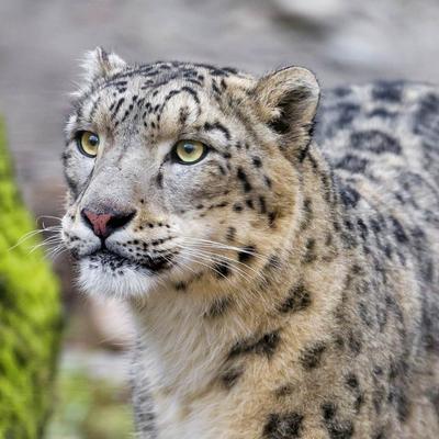 leopard snow - KDE Store