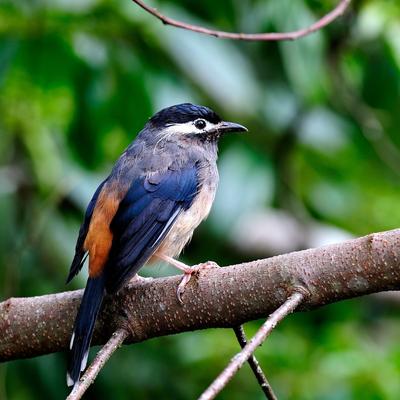 Animal World Cute Birds - KDE Store