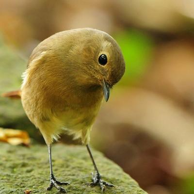 Animal World Cute Birds - KDE Store