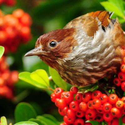 Animal World Cute Birds - KDE Store