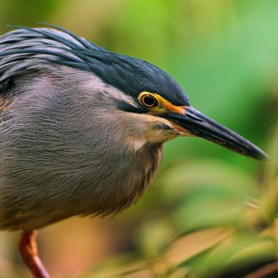 Animal World Cute Birds - KDE Store