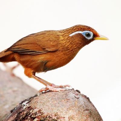 Animal World Cute Birds - KDE Store