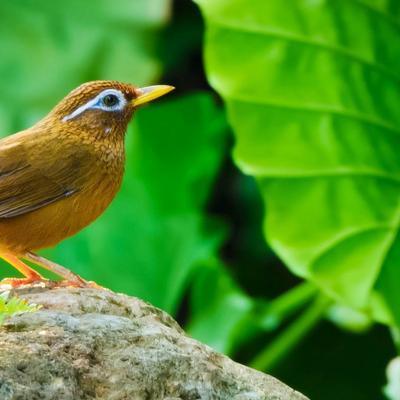 Animal World Cute Birds - KDE Store