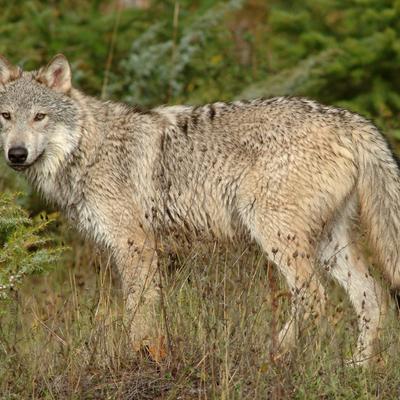 wolf montana - KDE Store