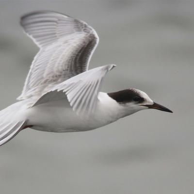 Gull in Flight - KDE Store