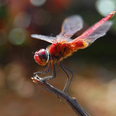 Red Dragonfly - KDE Store