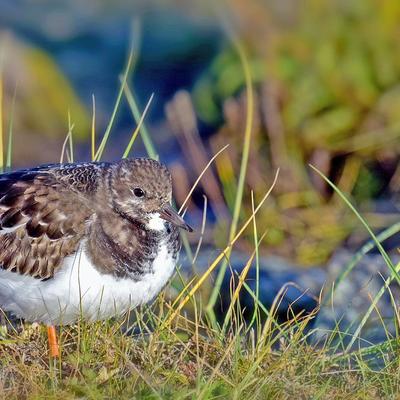 Sandpiper bird - KDE Store