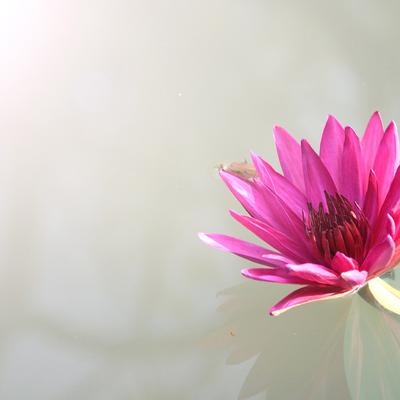 Light water lily - KDE Store