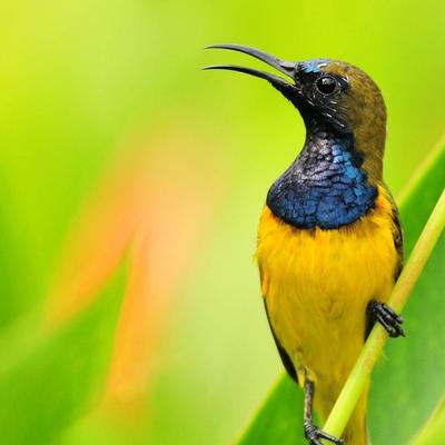 Yellow hummingbird - KDE Store