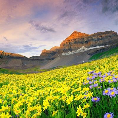 Beautiful Mountain Flowers - KDE Store