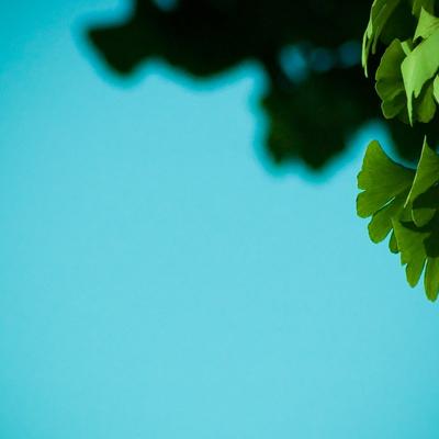 Green leaves - KDE Store