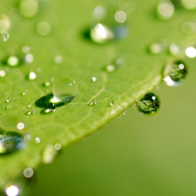 Leaves drops - KDE Store