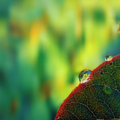 Leaves drops - KDE Store