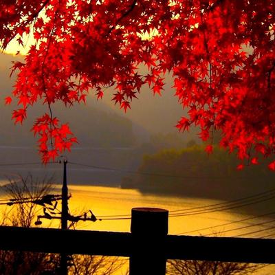 River Maple Leaf - KDE Store