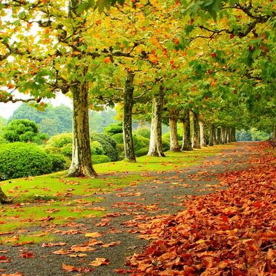 Autumn park - KDE Store