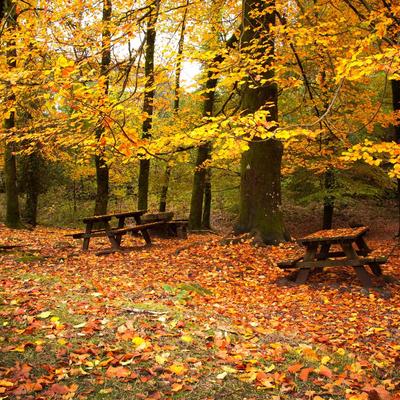 Leaf fall autumn benches - KDE Store