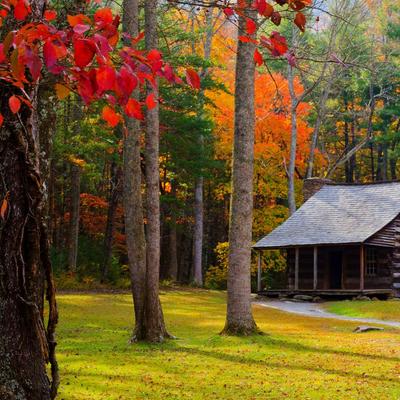 Autumn trees - KDE Store