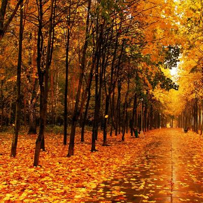 Autumn park avenue trees - KDE Store