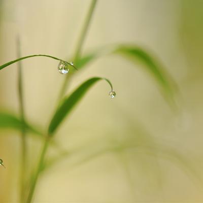 Green bamboo leaves - KDE Store