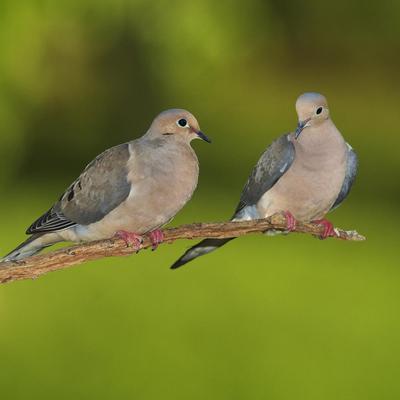 Fancy Birds - KDE Store