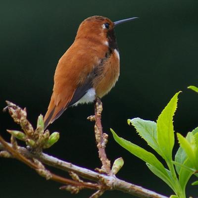 Fancy Birds - KDE Store