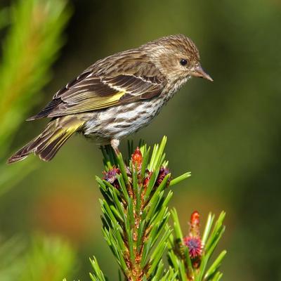 Fancy Birds - KDE Store