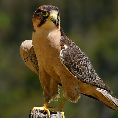 Fancy Birds - KDE Store