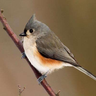 Fancy Birds - KDE Store