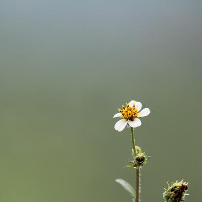 Bee and flower - KDE Store