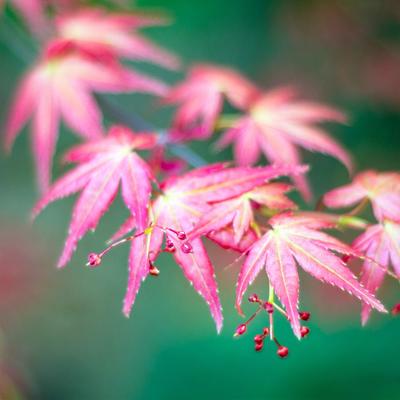 Autumn red maple leaves fruit - KDE Store