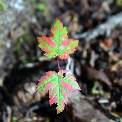 Fresh maple leaves - KDE Store