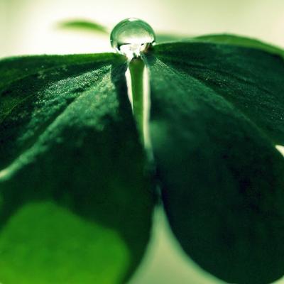 Water drops on green leaves - KDE Store