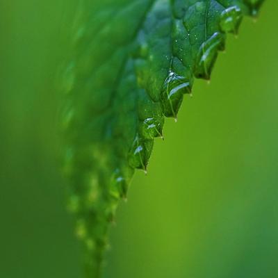 Raindrops on a green leaf-Plant - KDE Store