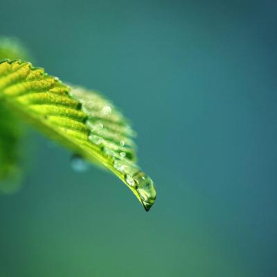 Leaves Water Drops-Plant - KDE Store