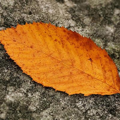 Autumn leaf-Plant - KDE Store