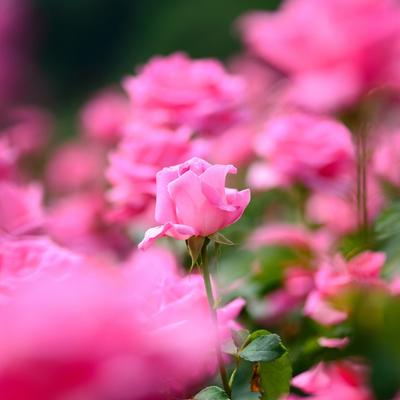 Pink Roses - KDE Store