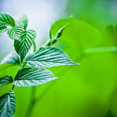 Green mint leaves - KDE Store